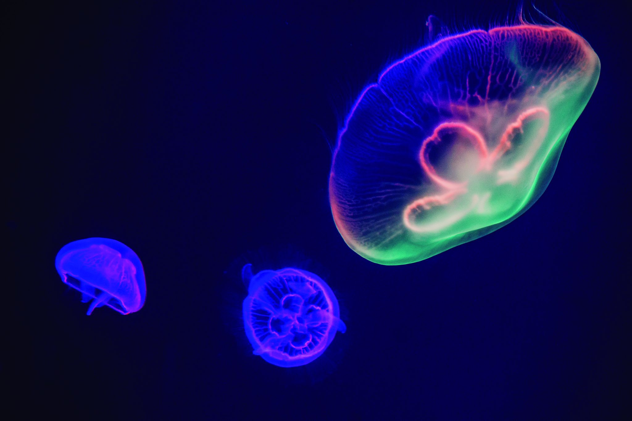 Luz viva: Bioluminiscencia - México Design